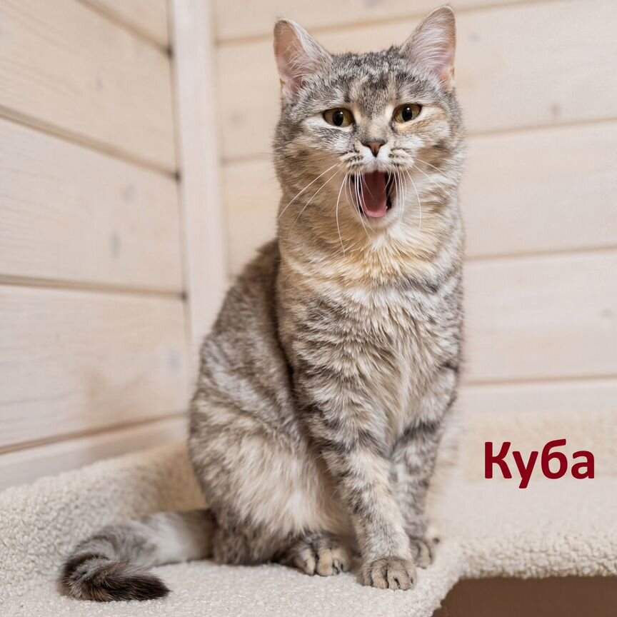 Взрослая, кошка в добрые руки