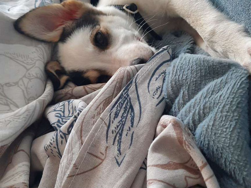 Щенок в добрые руки бесплатно