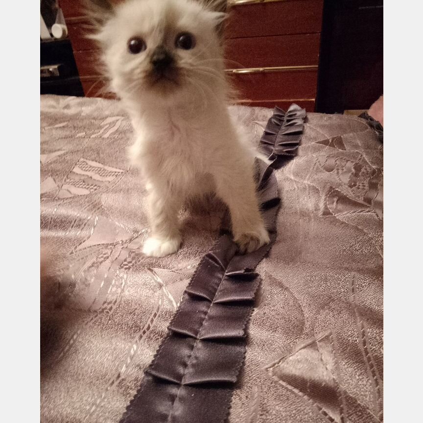 Котята породы Сноу-шу"