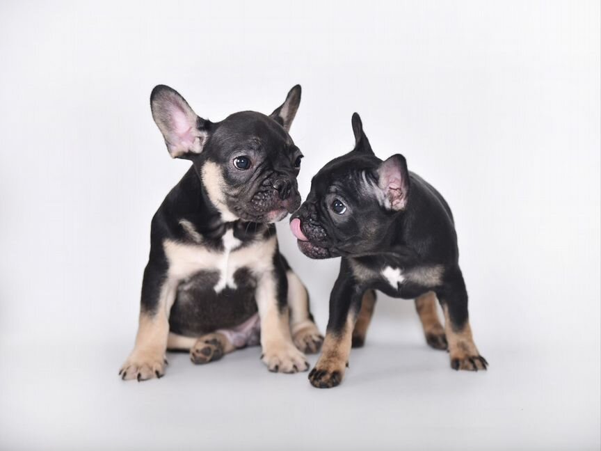 Французский бульдог щенки