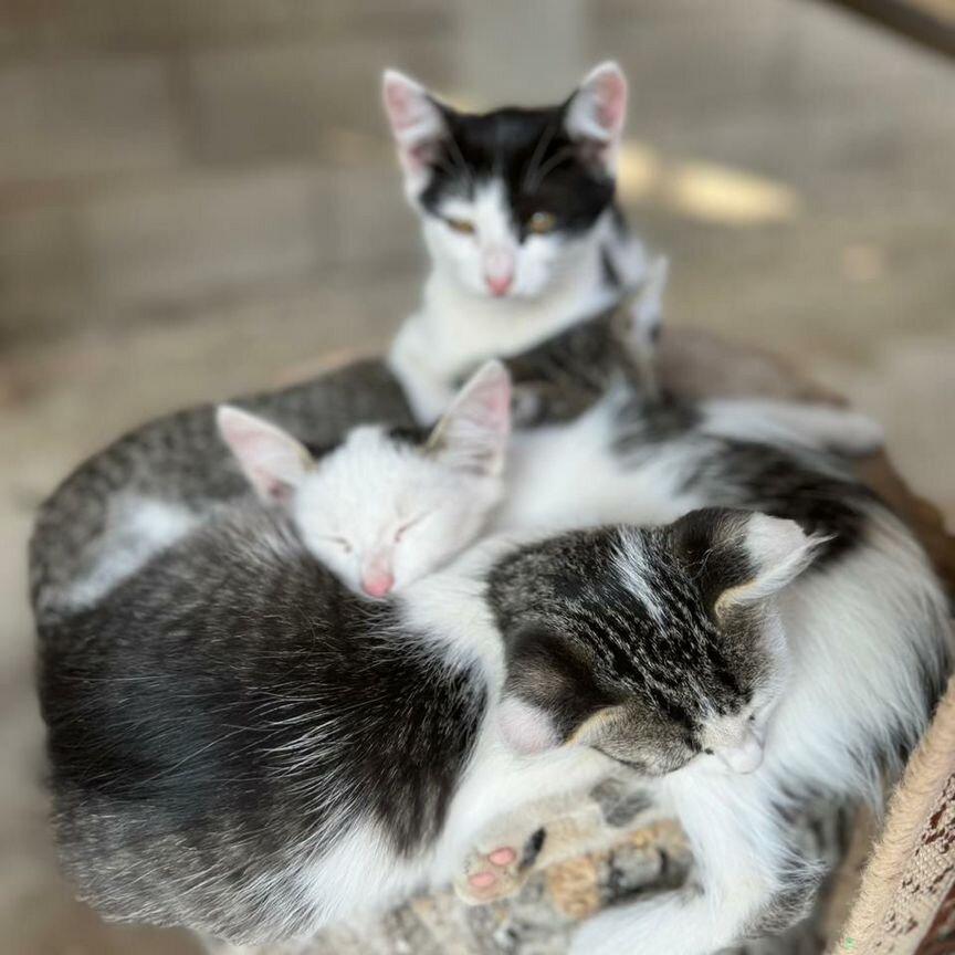 Котята в добрые руки