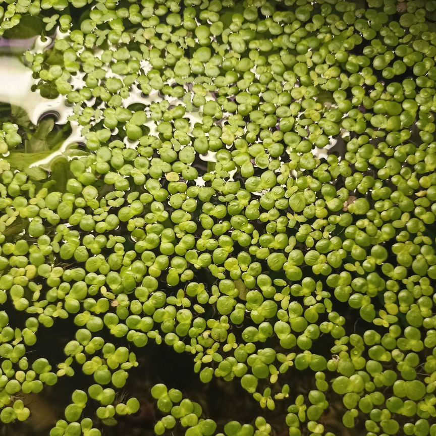 Аквариумные растения