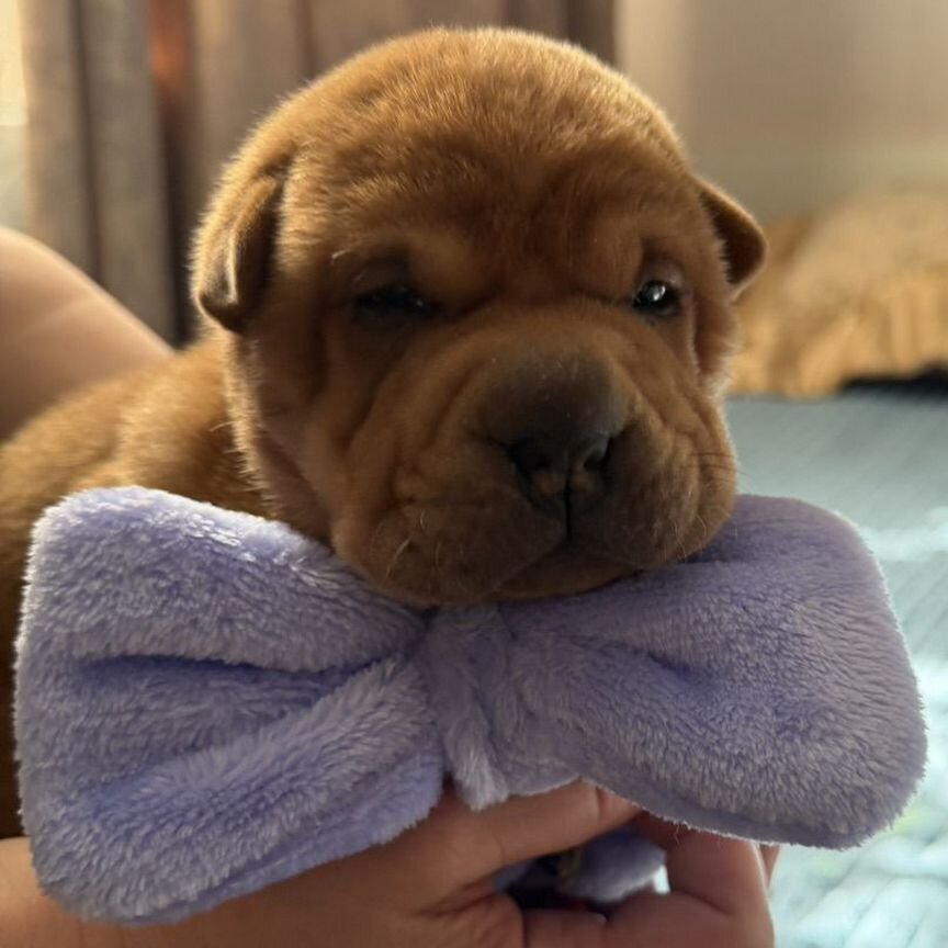 Шарпей, щенок