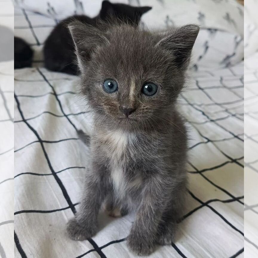 Котёнок в добрые руки