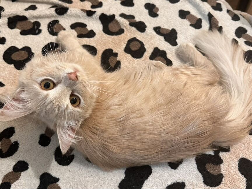 Киса Персея/перся ищет дом