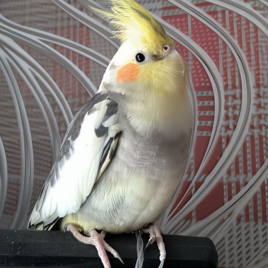 Попугай Корелла мальчик с клеткой