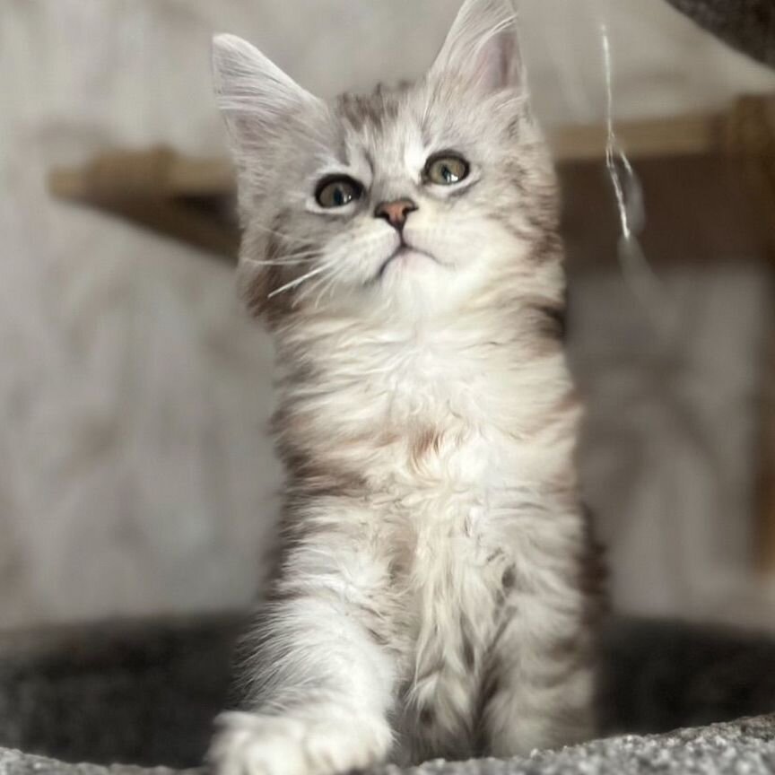 Мейн-кун котёнок