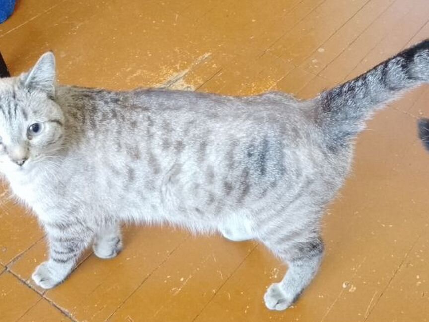 Тайские Сиамские котята