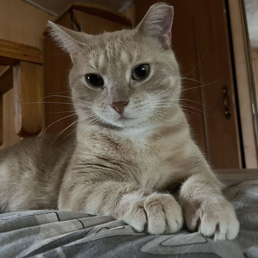 Котик ищет дом