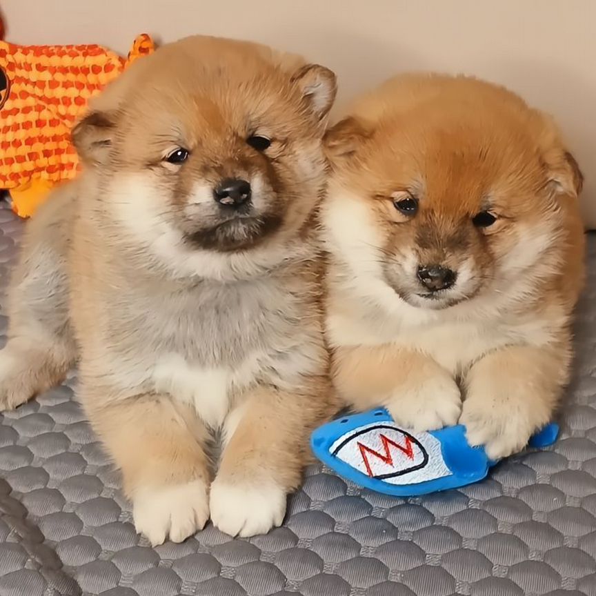 Сиба-ину, щенок