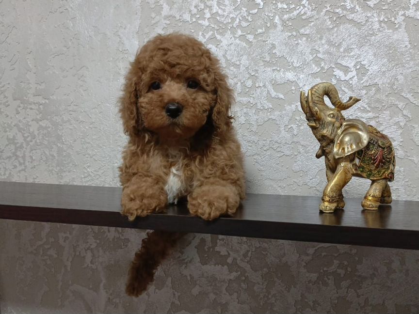 Пудельки девочки