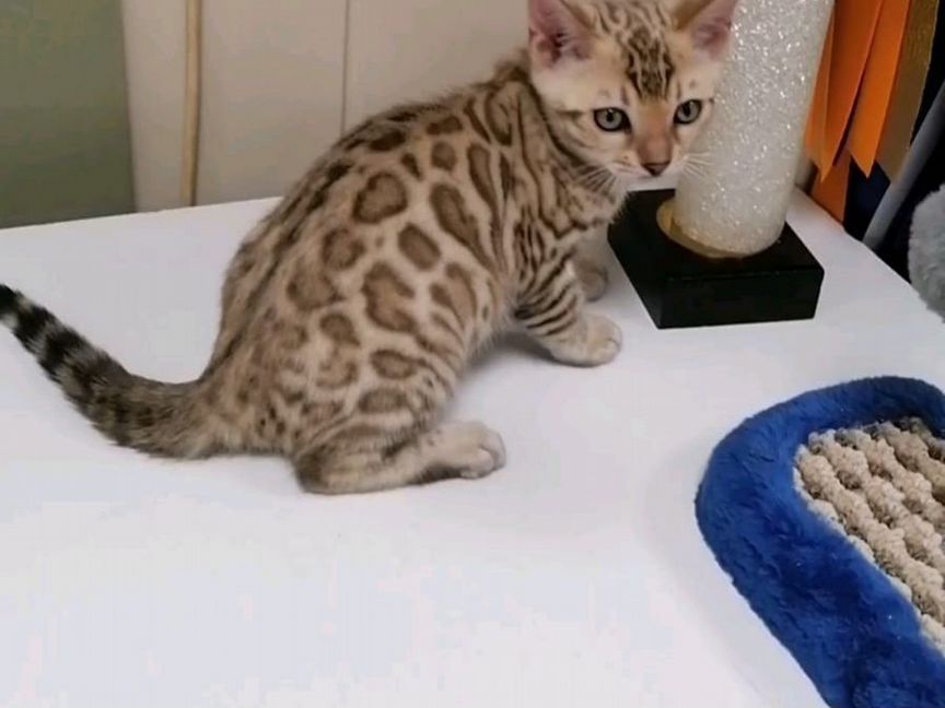 Бенгальская