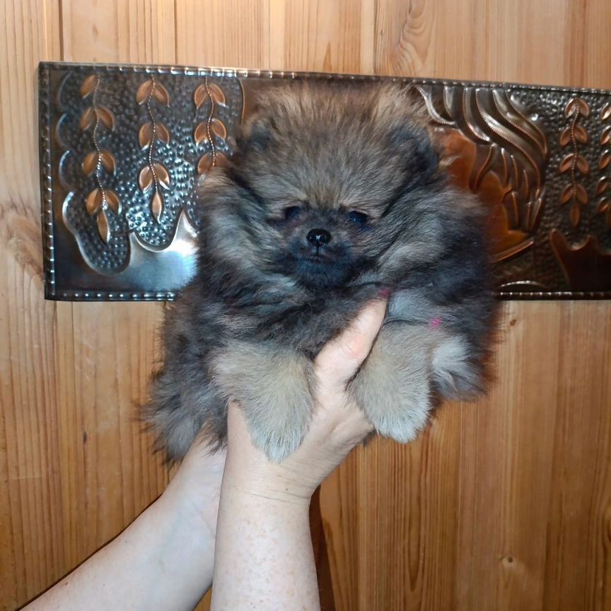 Померанский шпиц тип мишка мини