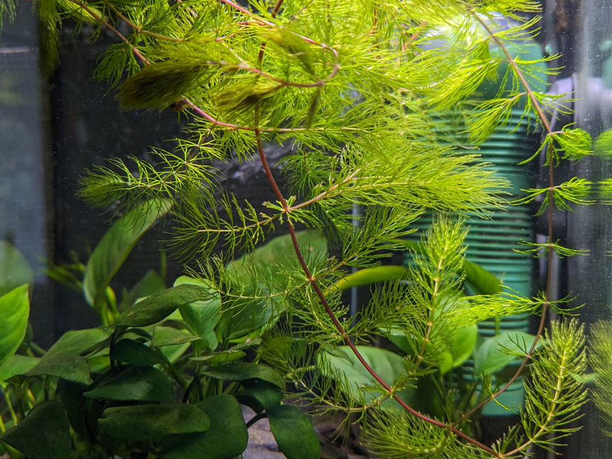 Роголистник красно стебельный прополка