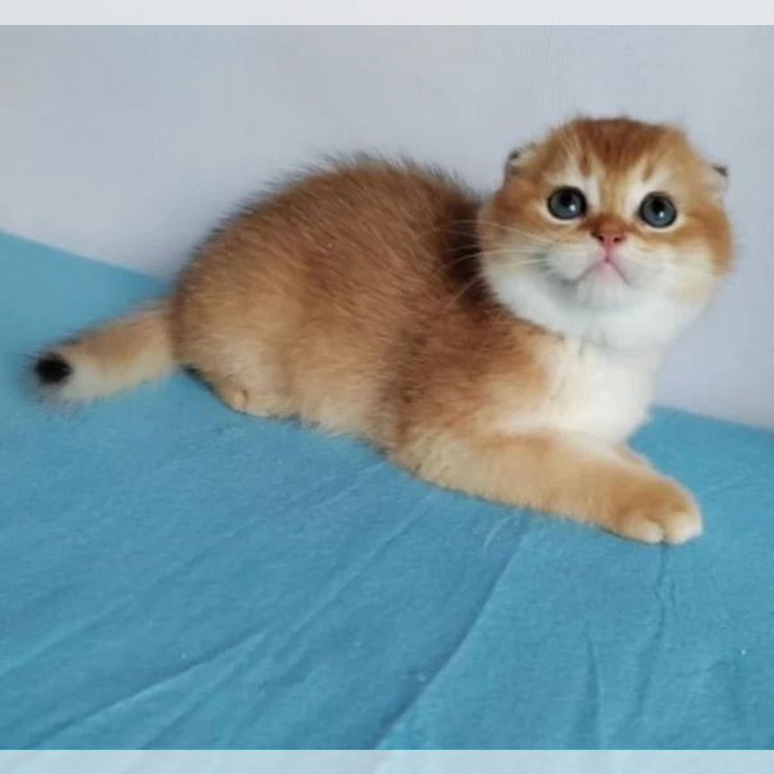 Шотландский вислоухий короткошёрстный котёнок