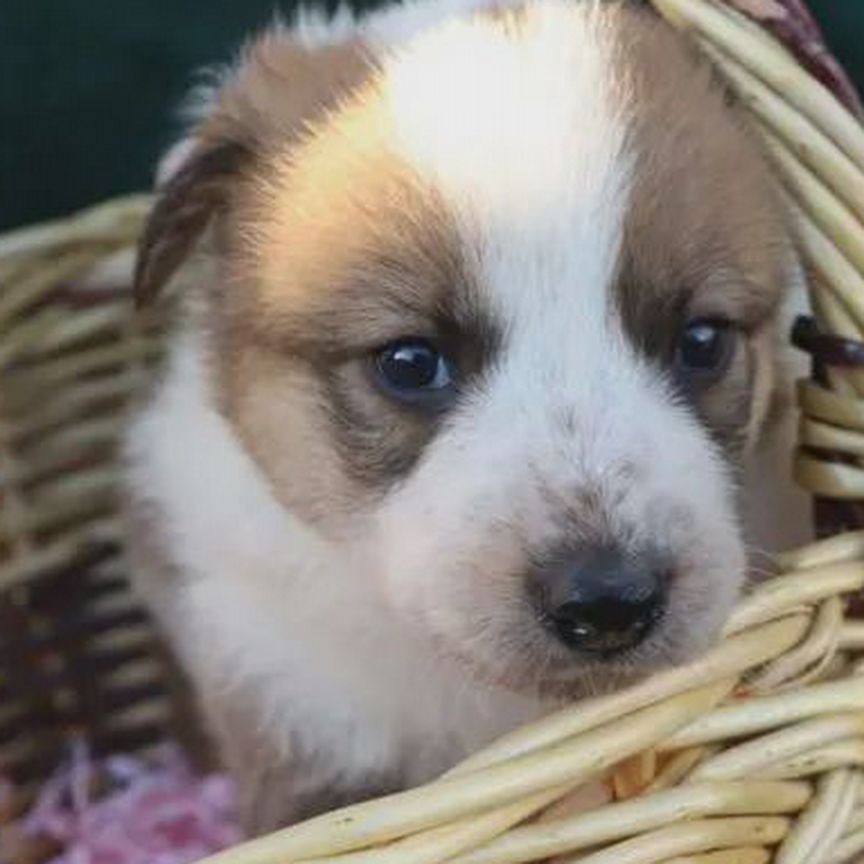 Необыкновенные кутята