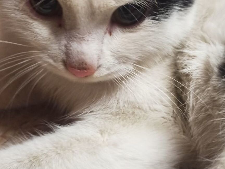 Отдам ласкушу- котика