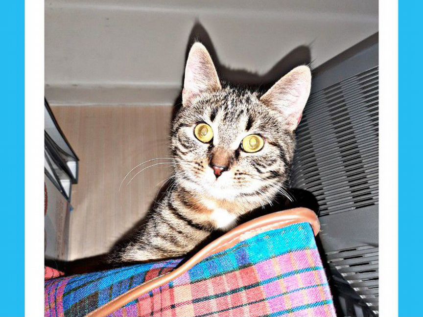 Кошка Кошка для счастья в доме