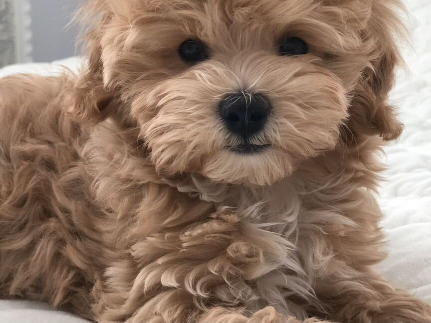 Щенки мальтипу f1 мини