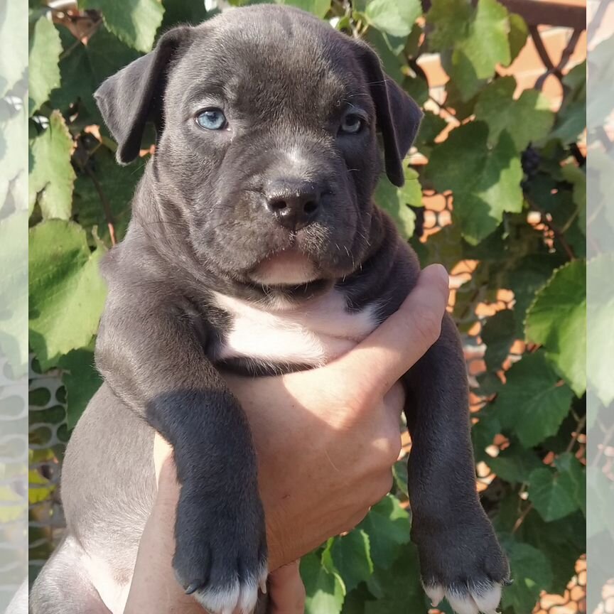 Американский булли xl