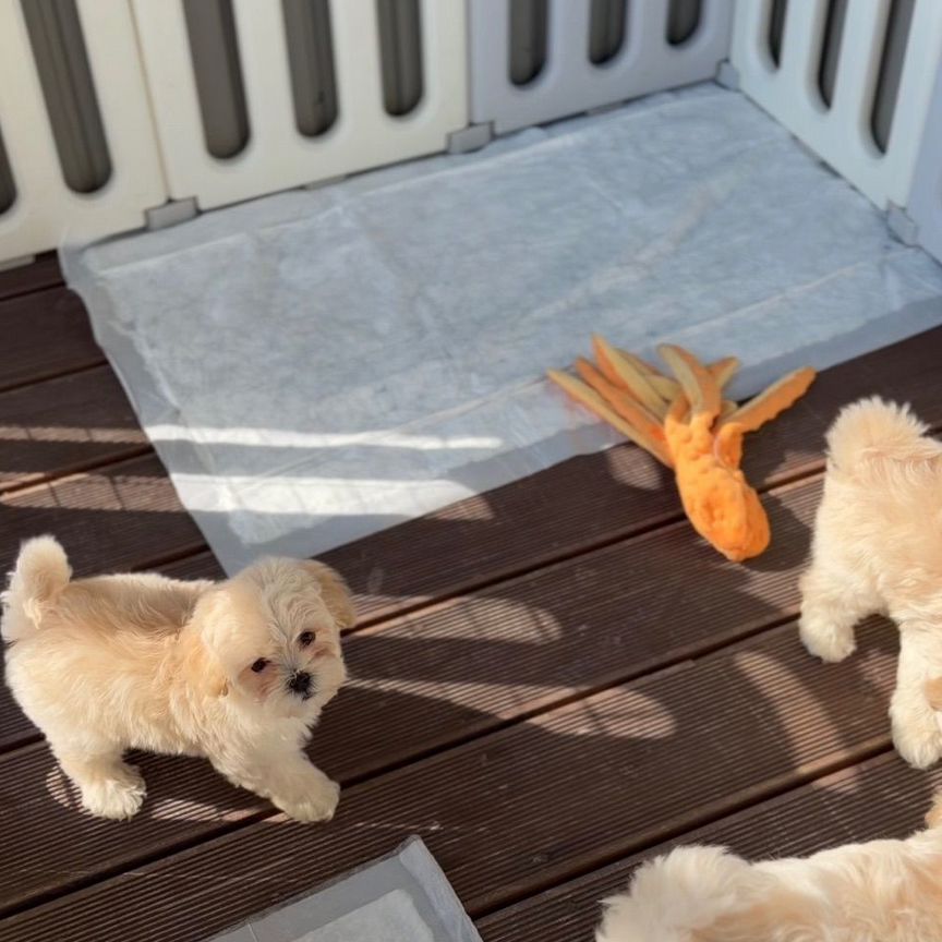 Мальтипу, щенок