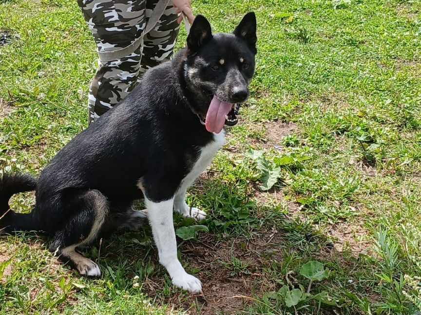 Собака в добрые руки