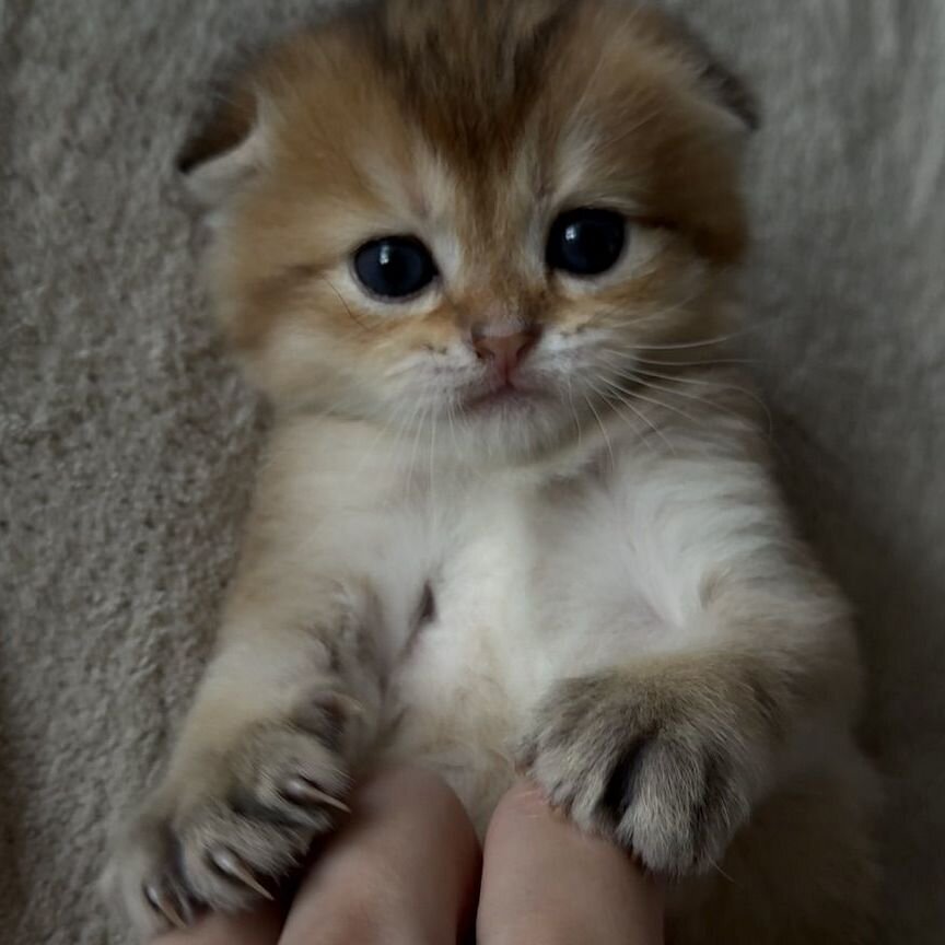 Шотландский вислоухий короткошёрстный котёнок