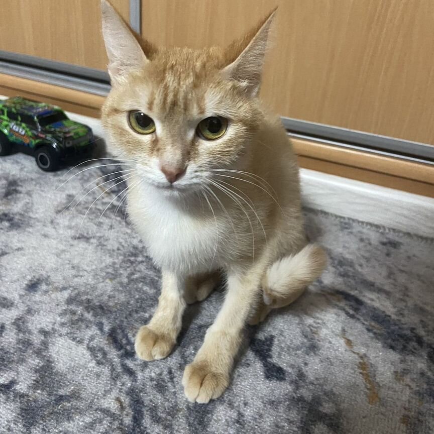 Кошки в добрые руки