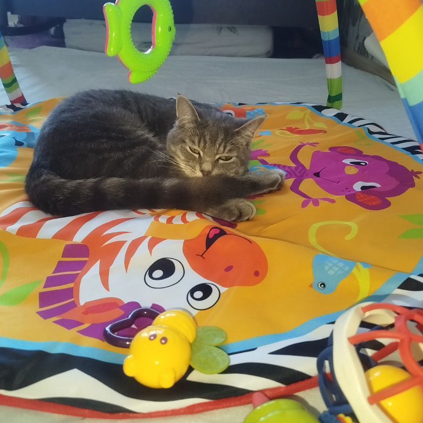 Шотландский вислоухий короткошёрстный котёнок