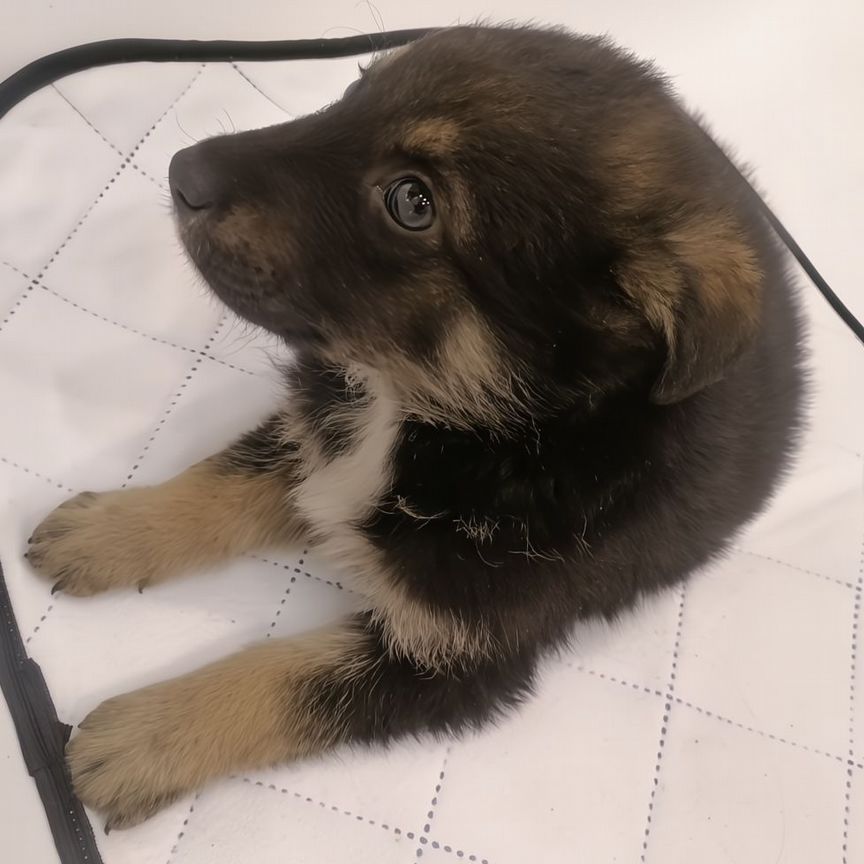 Щенок в добрые руки