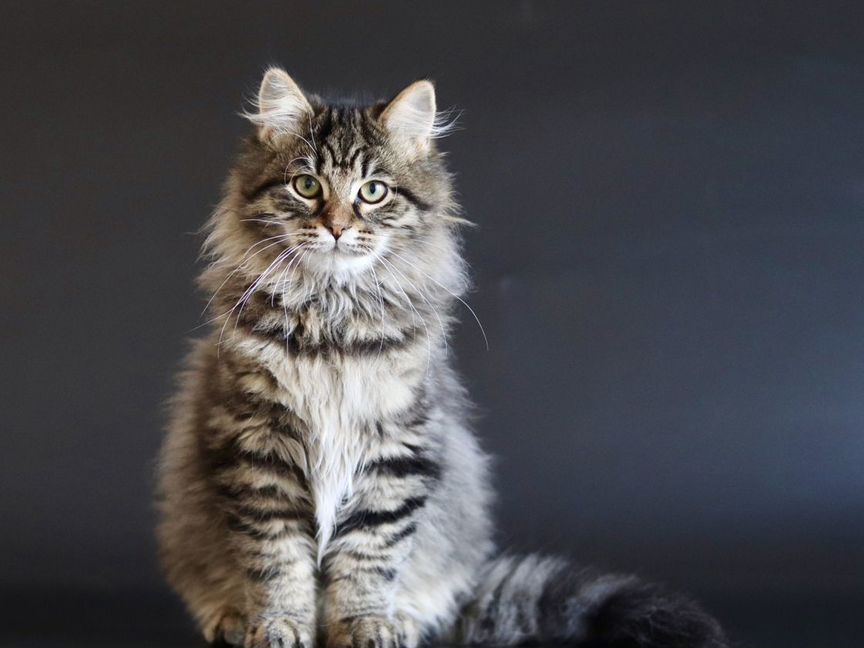 Порода сибирская кошка