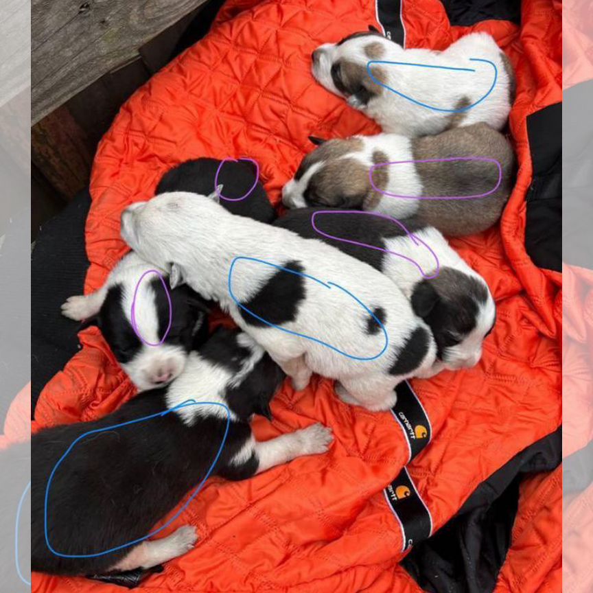 Щенок в добрые руки