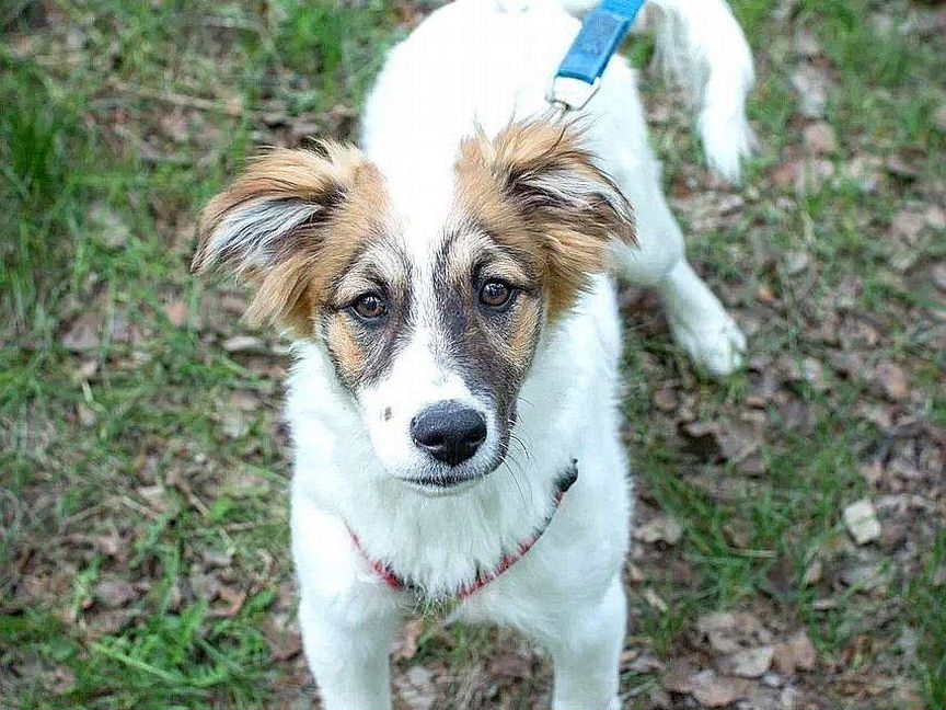 Очаровательный малыш в приюте