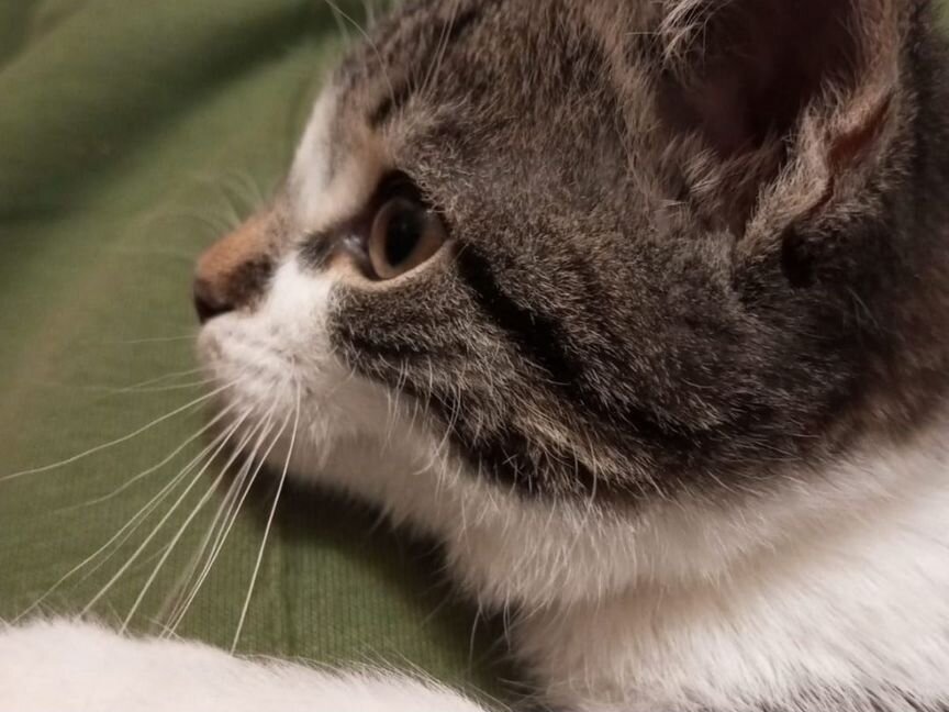 Котёнка мчс сняло с дерева