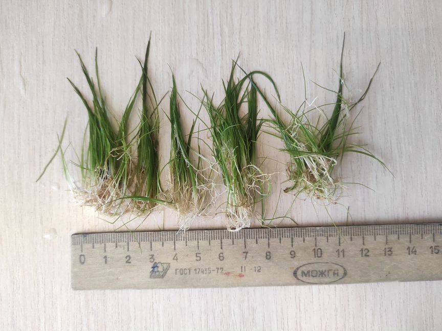 Элеохарис парвула