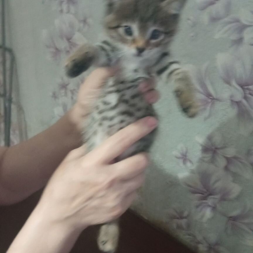 Котенок девочка