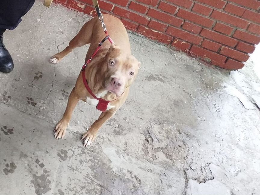 Найдена собака питбуль