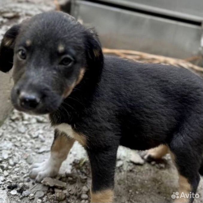 Щенок девочка помесь бесплатно