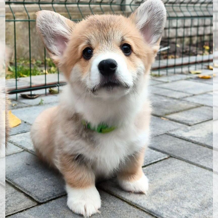 Вельш Корги Пемброк, щенок