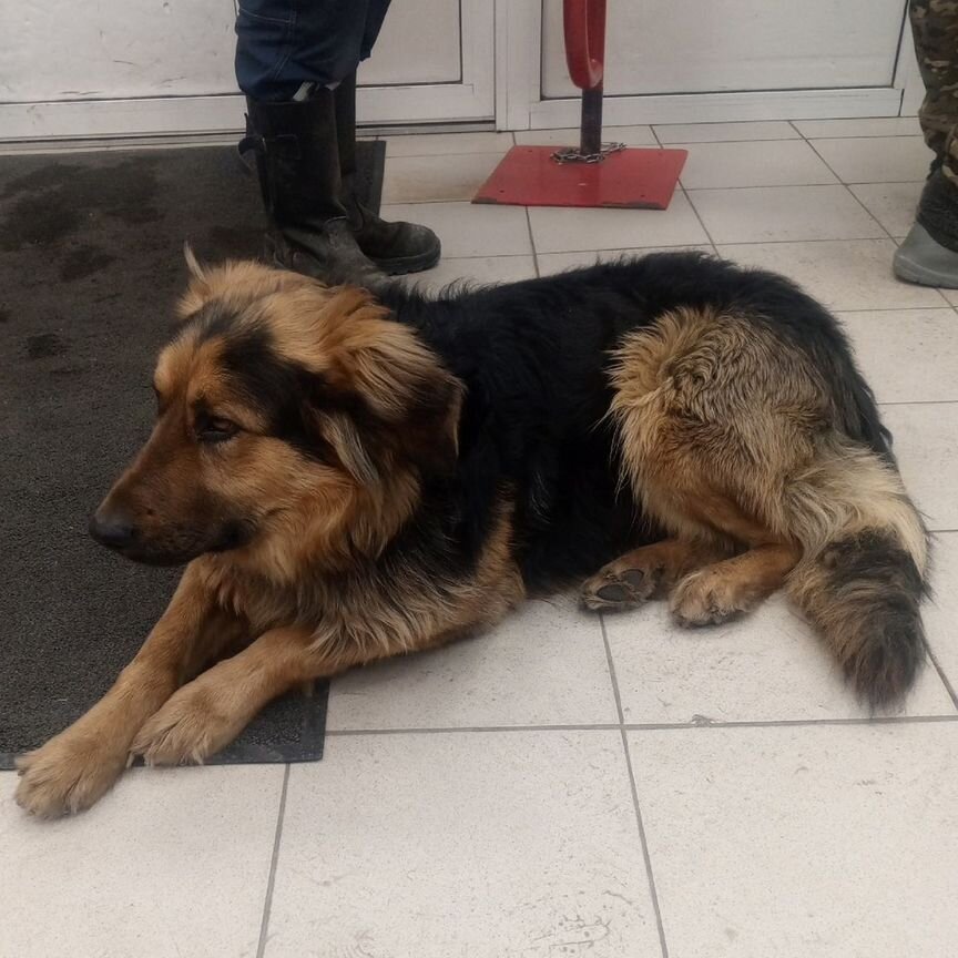 Взрослый пёс в добрые руки