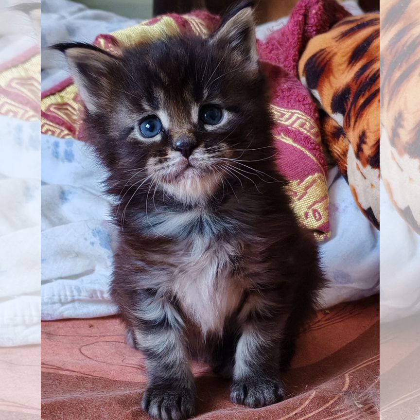 Мейн-кун котёнок