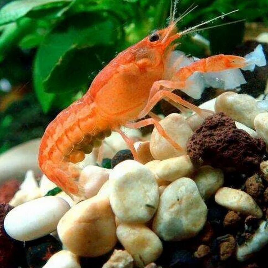 Рак мексиканский карликовый