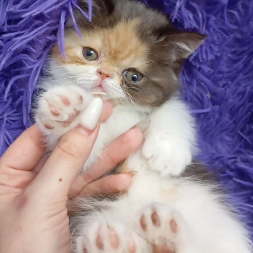 Персидские котята