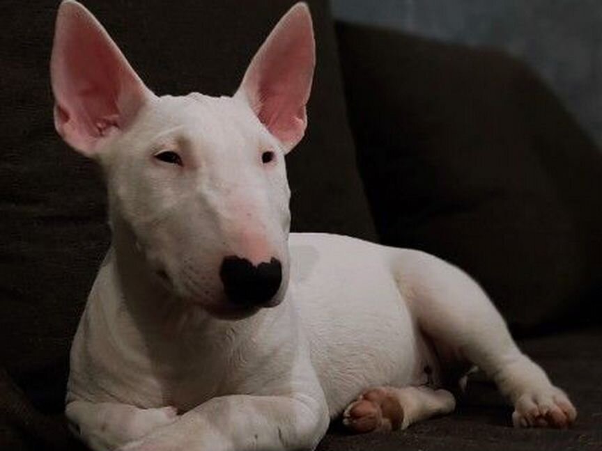 Миниатюрный бультерьер