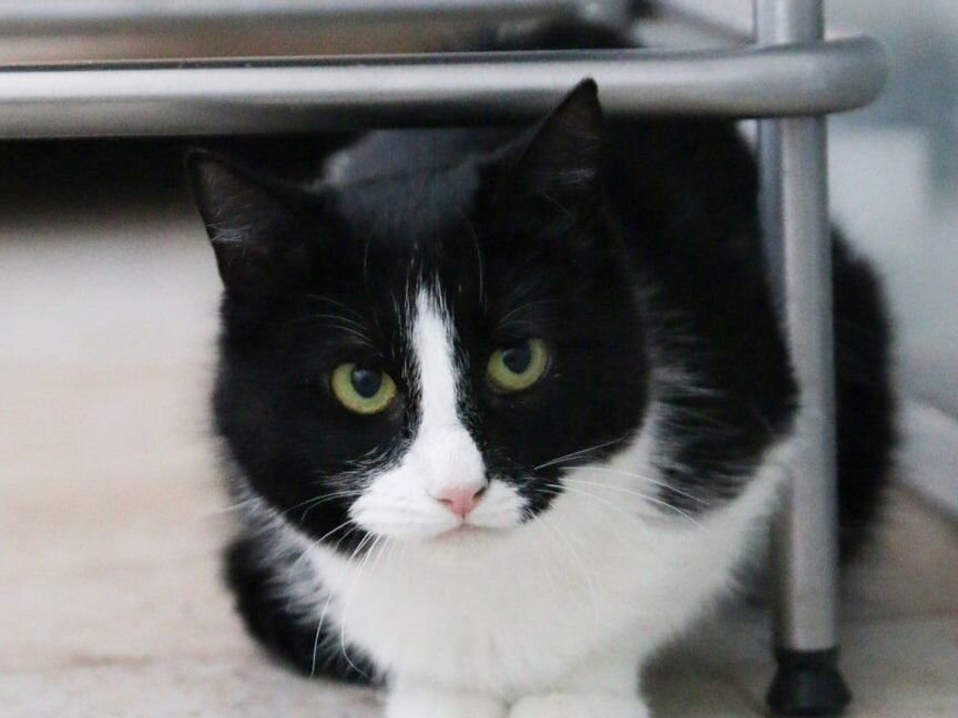 Марта в поисках дома