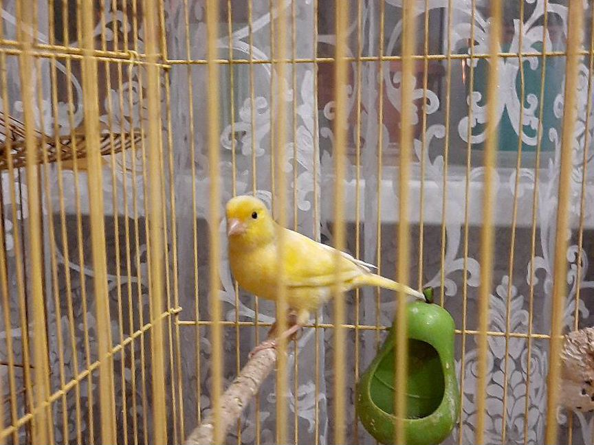 Канарейка самка