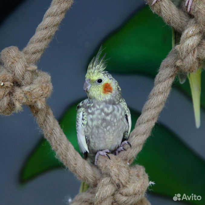 Корелла Щекастая