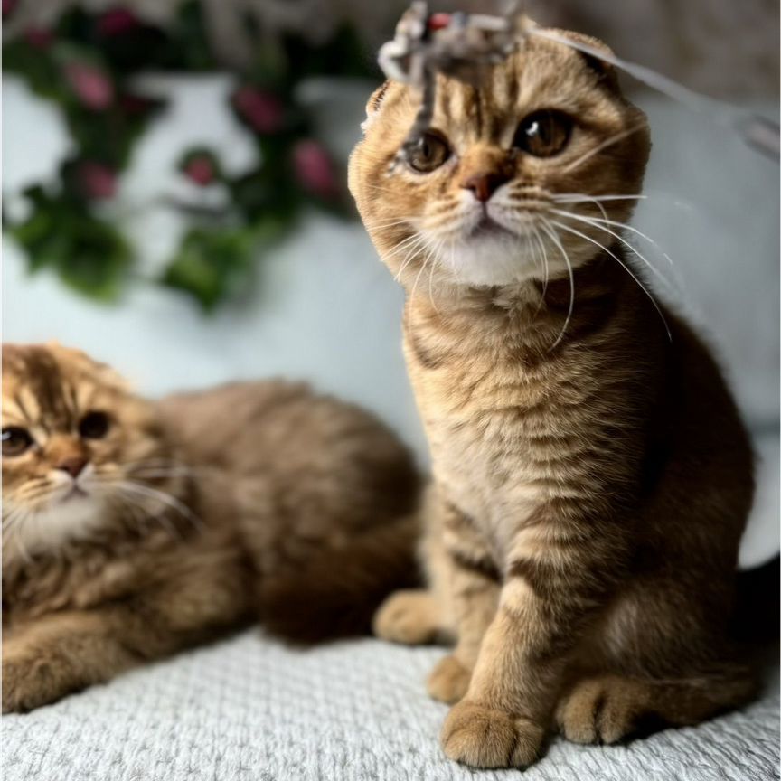 Шотландские вислоухие