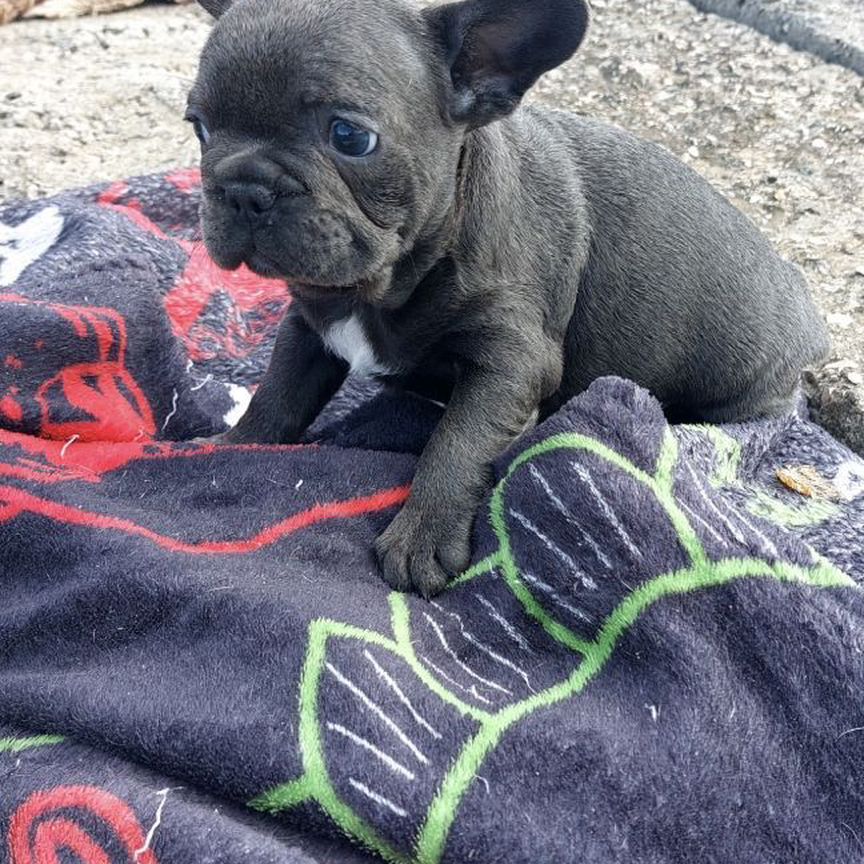 Голубой французик