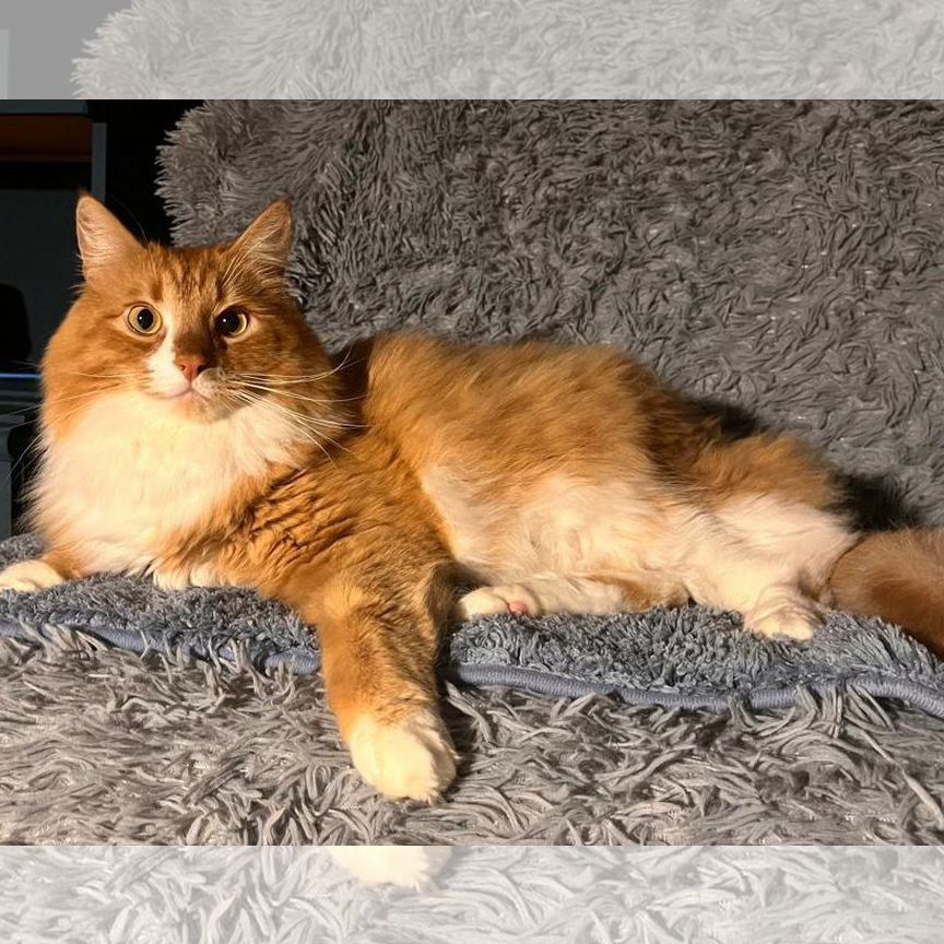 Взрослый кот в добрые руки